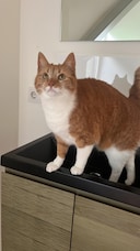 Heb jij Bloem of Moos gezien? Deze twee huisdieren worden in Aa en ...