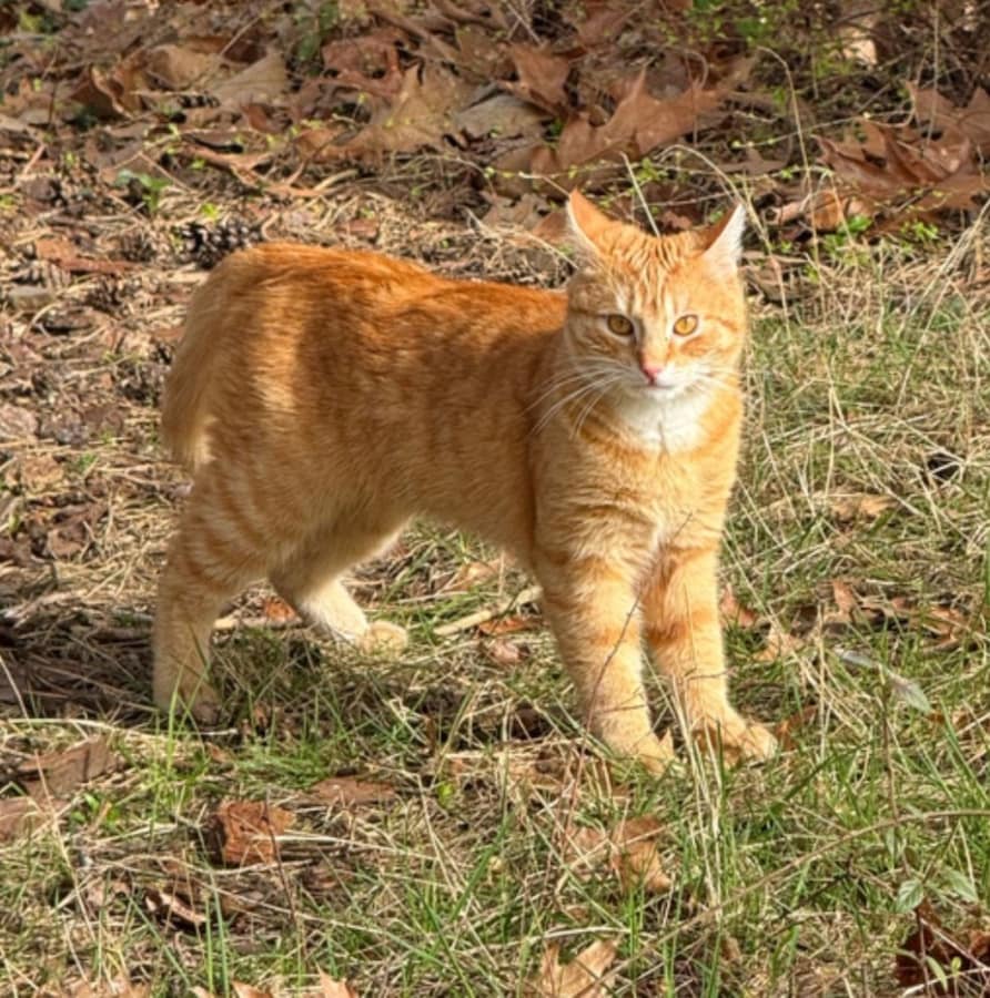 Heb jij Dotje, Tijger of Bishie gezien? Deze vijf huisdieren worden in ...