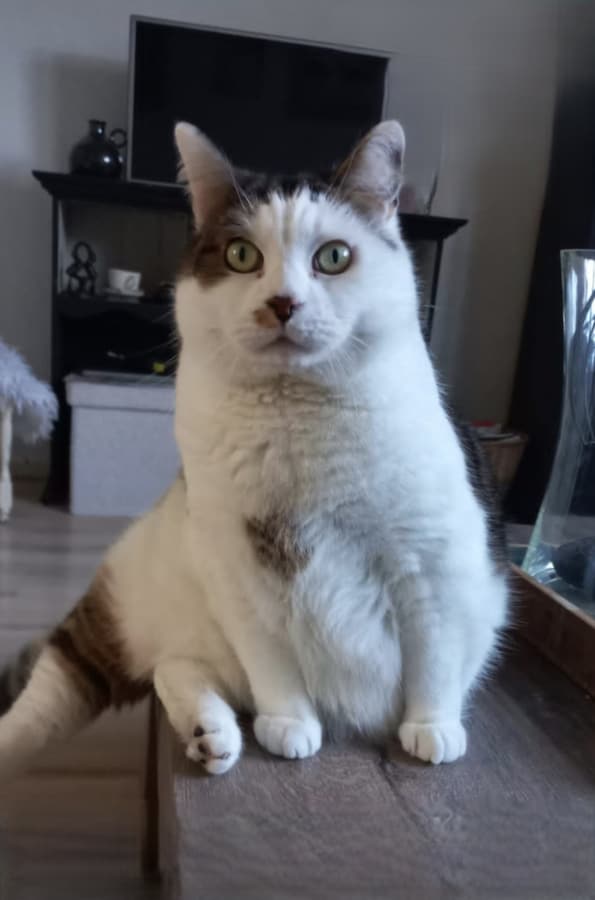 Heb jij Balou, Oscar of Sterre gezien? Deze drie huisdieren worden in ...