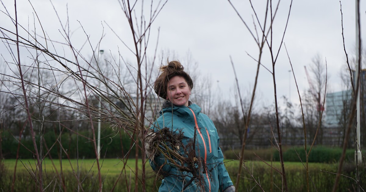 Gratis bomen en struiken voor groenliefhebbers | Hendrik-Ido-Ambacht ...