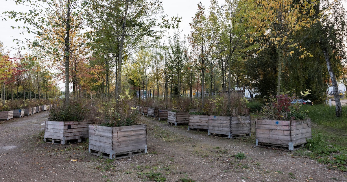 Alle 750 bomen van het festival Op de Ring hebben een vaste plek ...