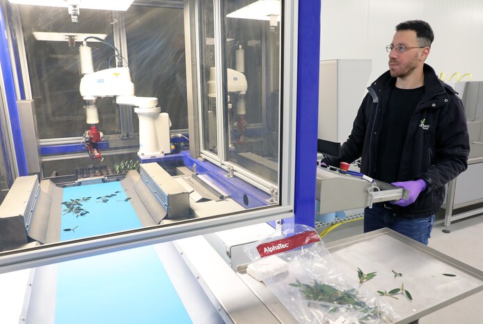 Hoe de nieuwe steekrobot van een boomkwekerij het werk van drie ...