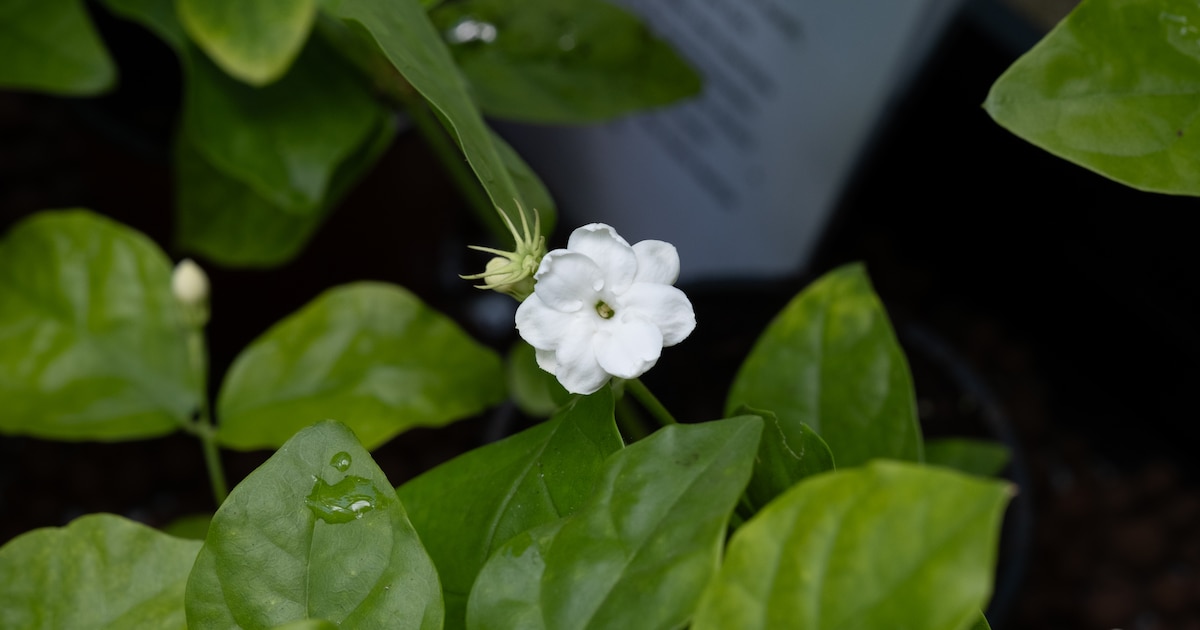 Melati (Indische jasmijn) groeit als symbool van vrede en het einde van ...