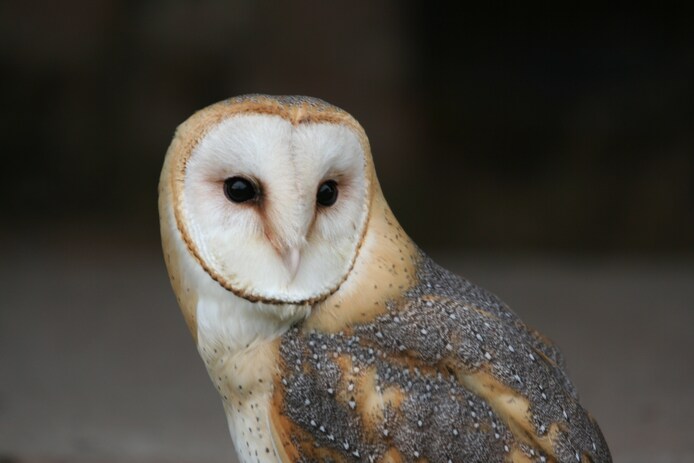 Kerkuilen ontdekt in kapschuur Wildlands Emmen, speciale kerkuilenkast ...