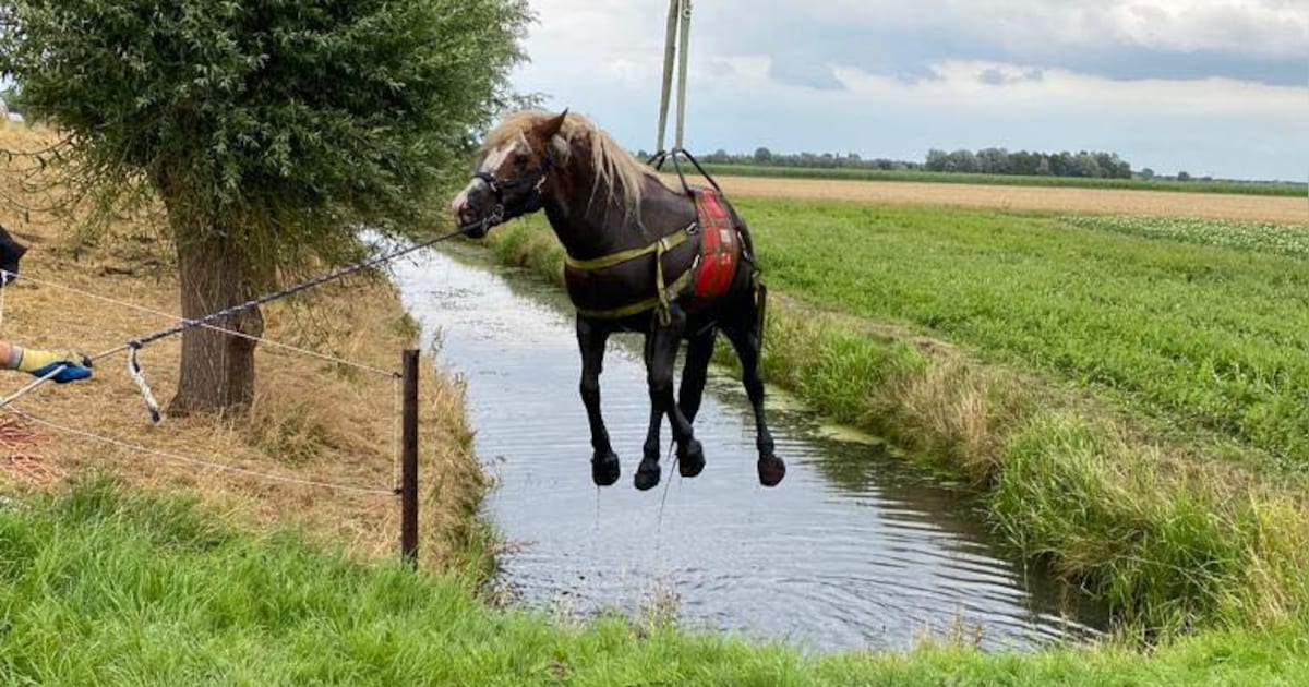 Paard uit sloot getakeld met ‘paardenbroek’ | Hoeksche Waard | AD.nl