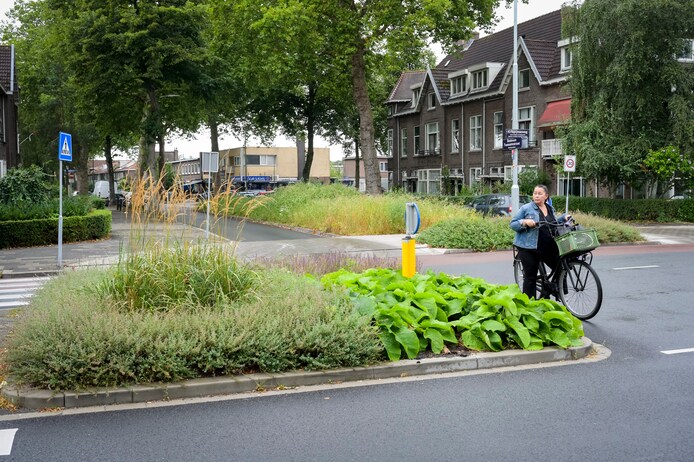 Groene chaos in Dordtse wijken, op allerlei plekken staat het onkruid ...
