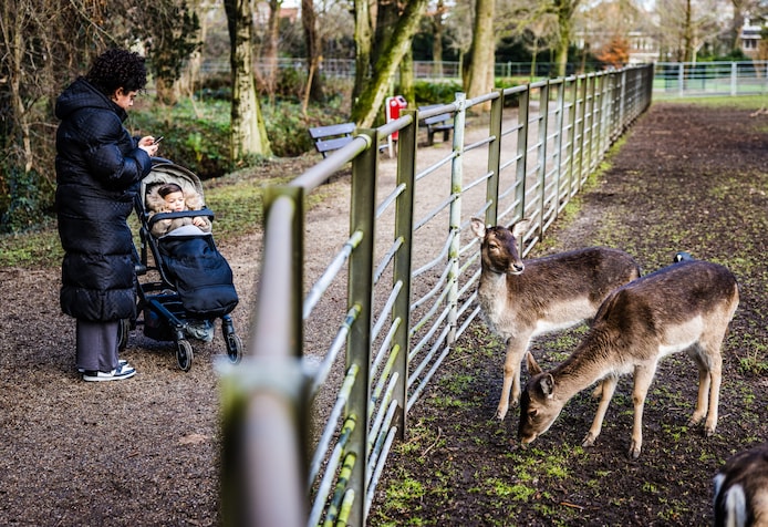 Hertenkamp-ban verbaast beheerders: ‘Herten juist reden om door park te lopen’ | Dordrecht | AD.nl