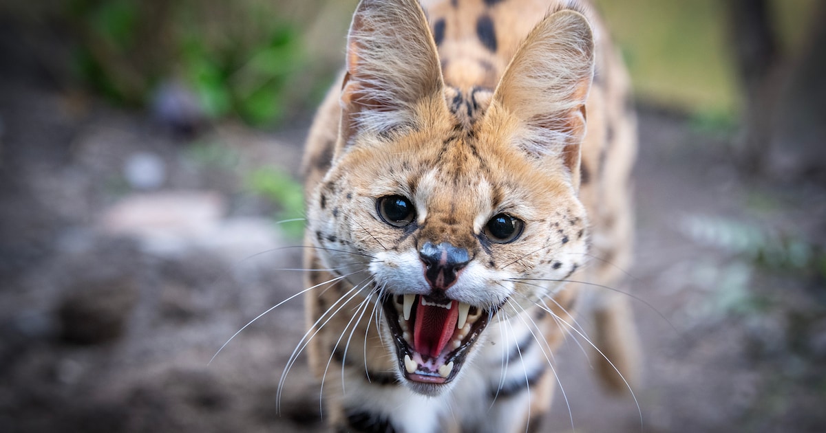 Serval ontsnapt uit verblijf in Lexmond, gevangen door dierenambulance ...