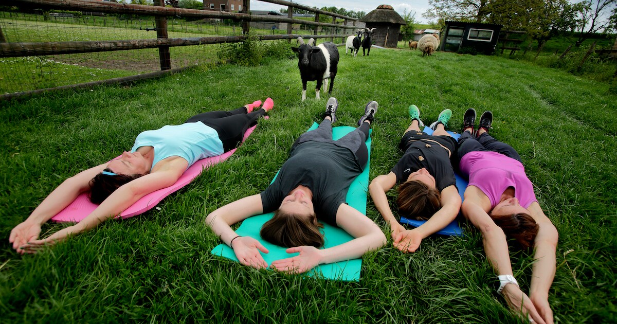 Geitenyoga is vooral nog wennen voor de dieren | Dordrecht | AD.nl
