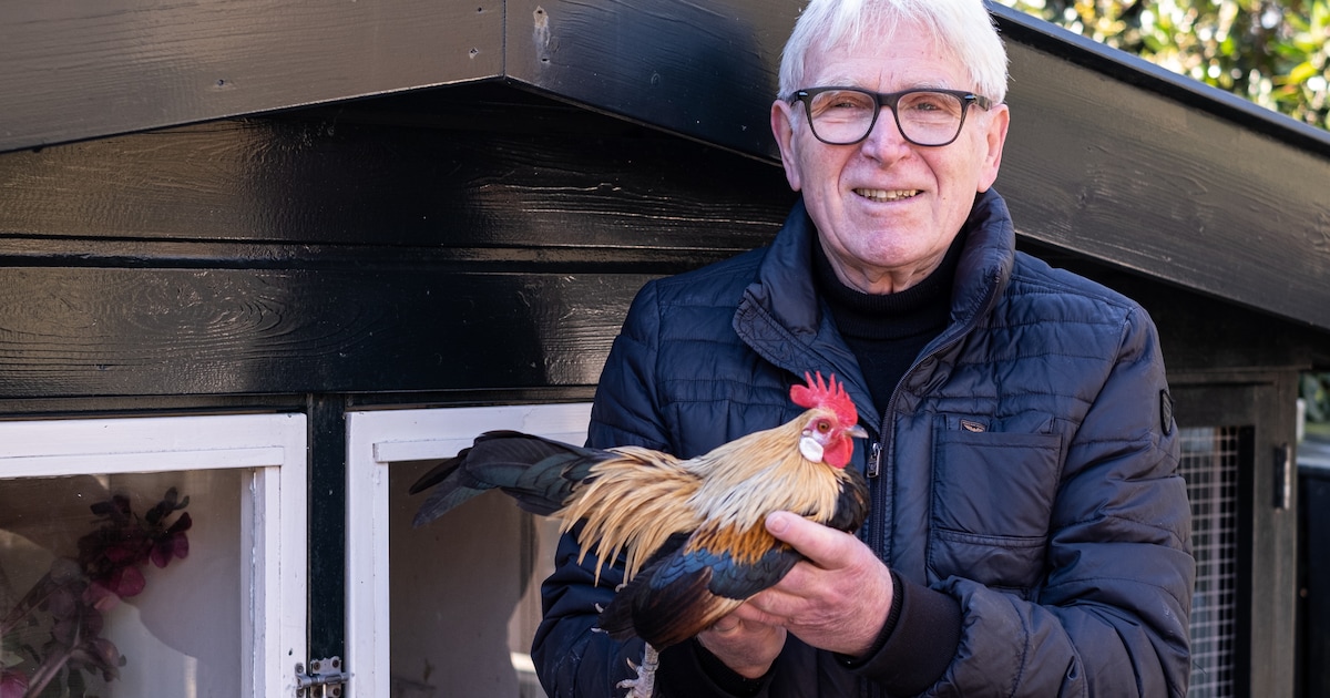 Ooit liepen ze overal, nu doet Henk (78) er álles aan om de Hollandse ...