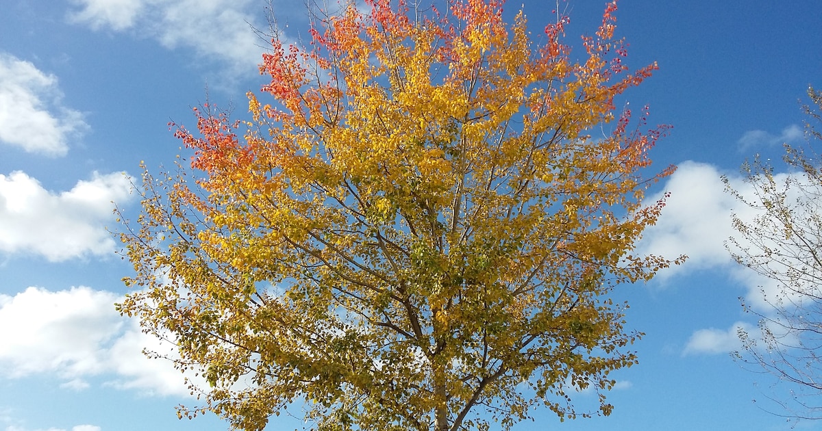 Gemeente Boekel start met traditie: boompje cadeau bij geboorte en ...