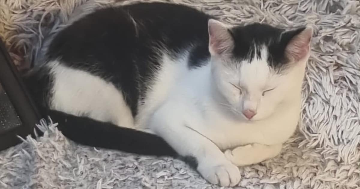 Heb jij Koetje gezien? Dit huisdier wordt in Dongen vermist | Regio | AD.nl