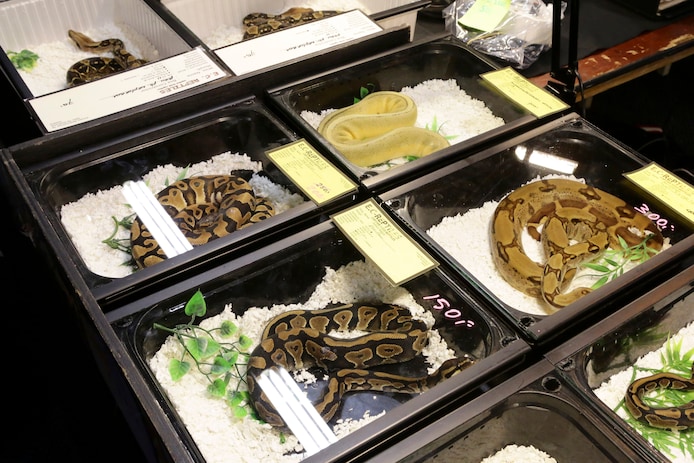 Dierenactivisten: ‘Reptielen horen in wild thuis en niet in bamibakje ...