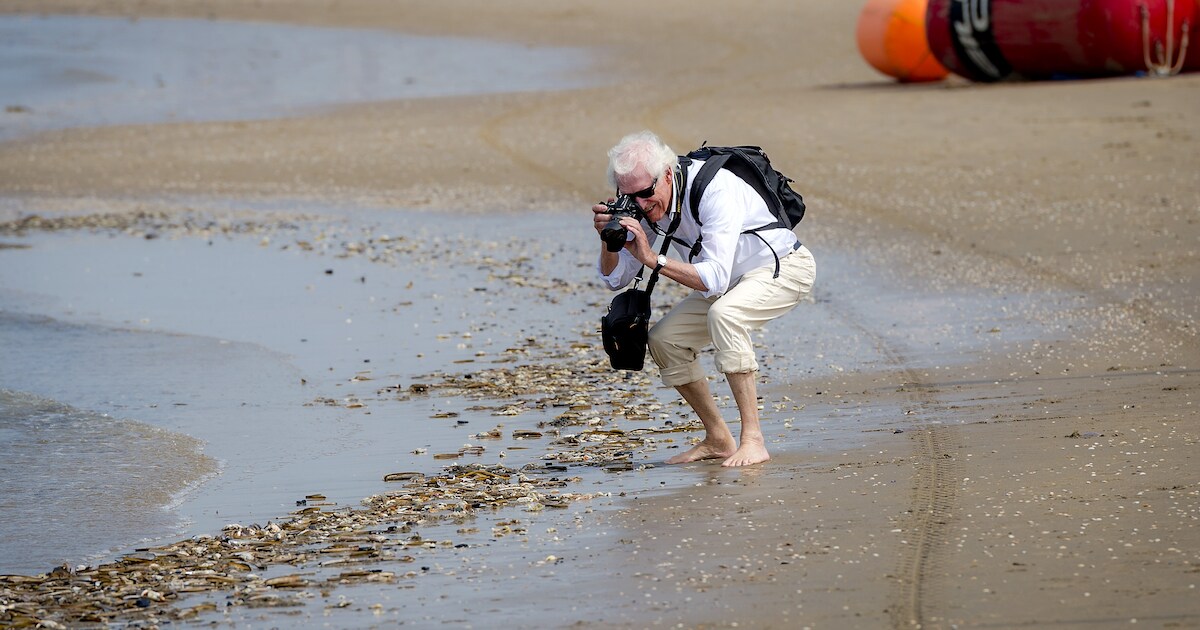 Wat het strand ons kan leren: van simpele zeepier tot oeroude fossiel ...