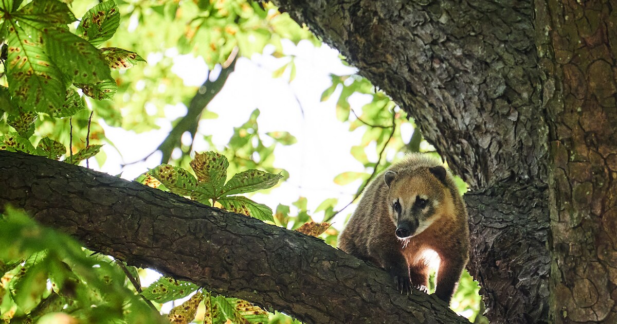 Ontsnapte ‘Bredase’ rode neusbeer glipt ook uit nieuwe verblijf: ‘We ...