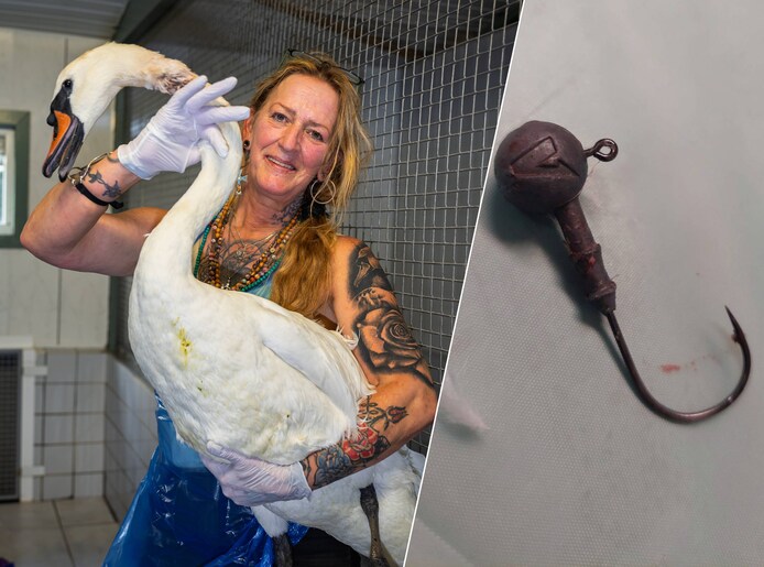 Vissers bij Hoek van Holland veroorzaken dierenleed: zwanen met ...