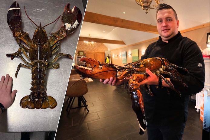 Kok die voor 1000 euro kreeft Mignolet zou redden, ziet hem plots dood in zijn aquarium liggen ...