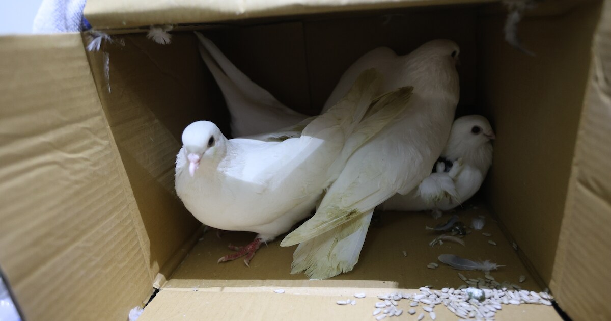 Sierduiven in dichte doos gedumpt op straat | Den Haag | AD.nl