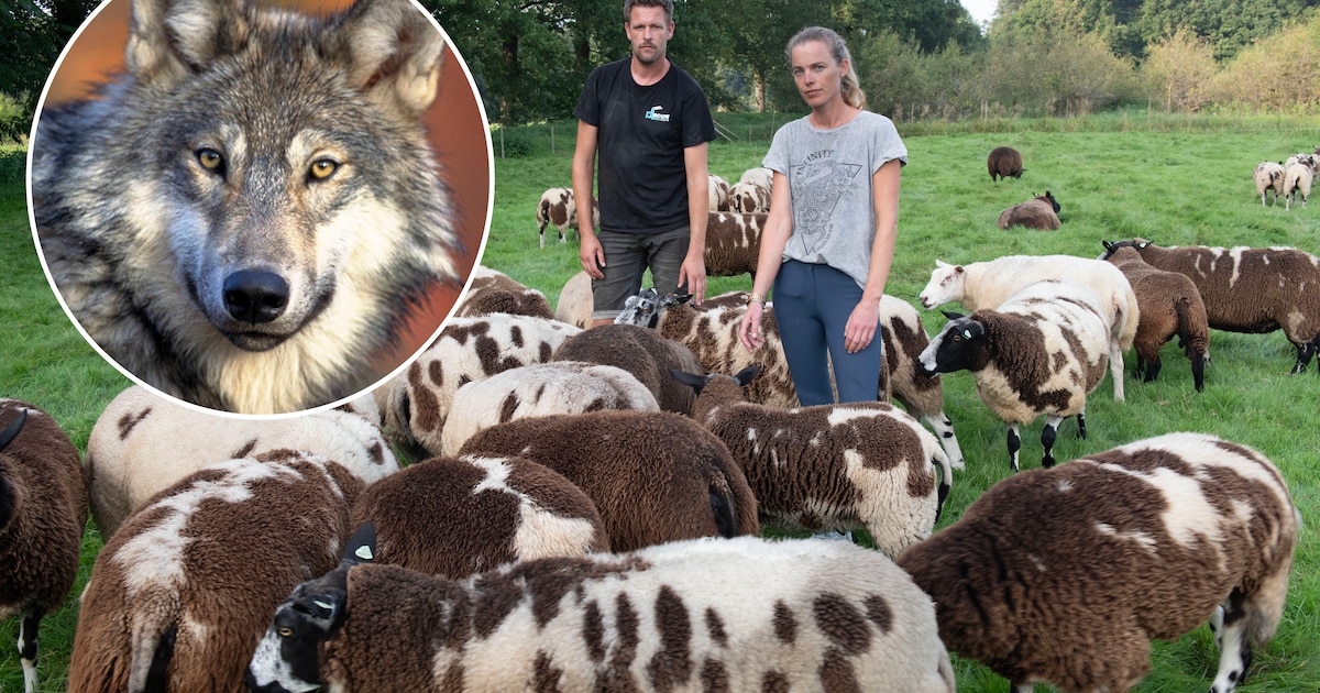 Wolf zet slachtpartij onder schapen rap voort in de provincie Utrecht ...