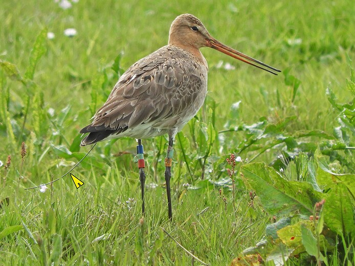 Gruttovrouwtje nestelt zich in Polder Bloemendaal na tocht van dik 10. ...