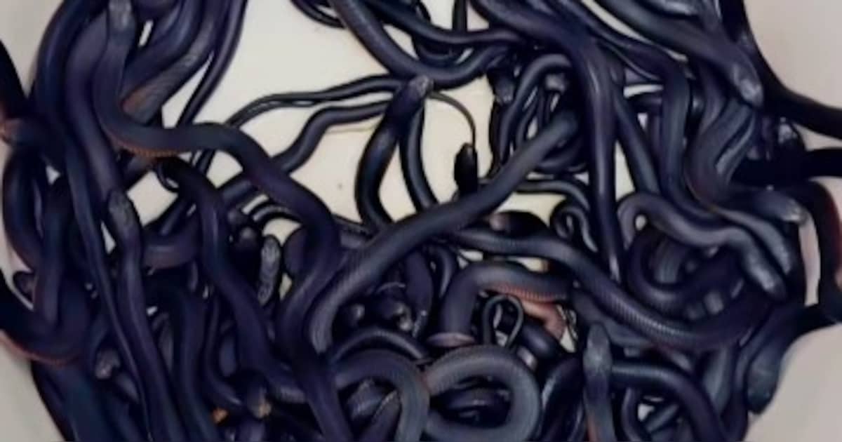 Inwoner Sydney getuige van bijzondere geboorte: 102 giftige adders ...