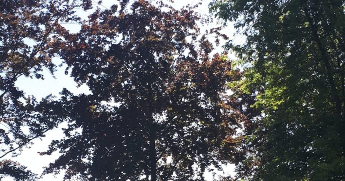 Een nieuwe rode beuk voor bij het Wilhelminapark in Utrecht staat al ...