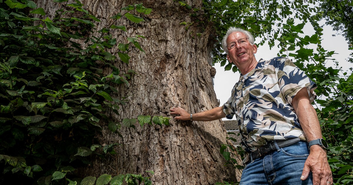 Zieke boom van 180 jaar oud niet meer te redden: ‘We doen er álles aan ...