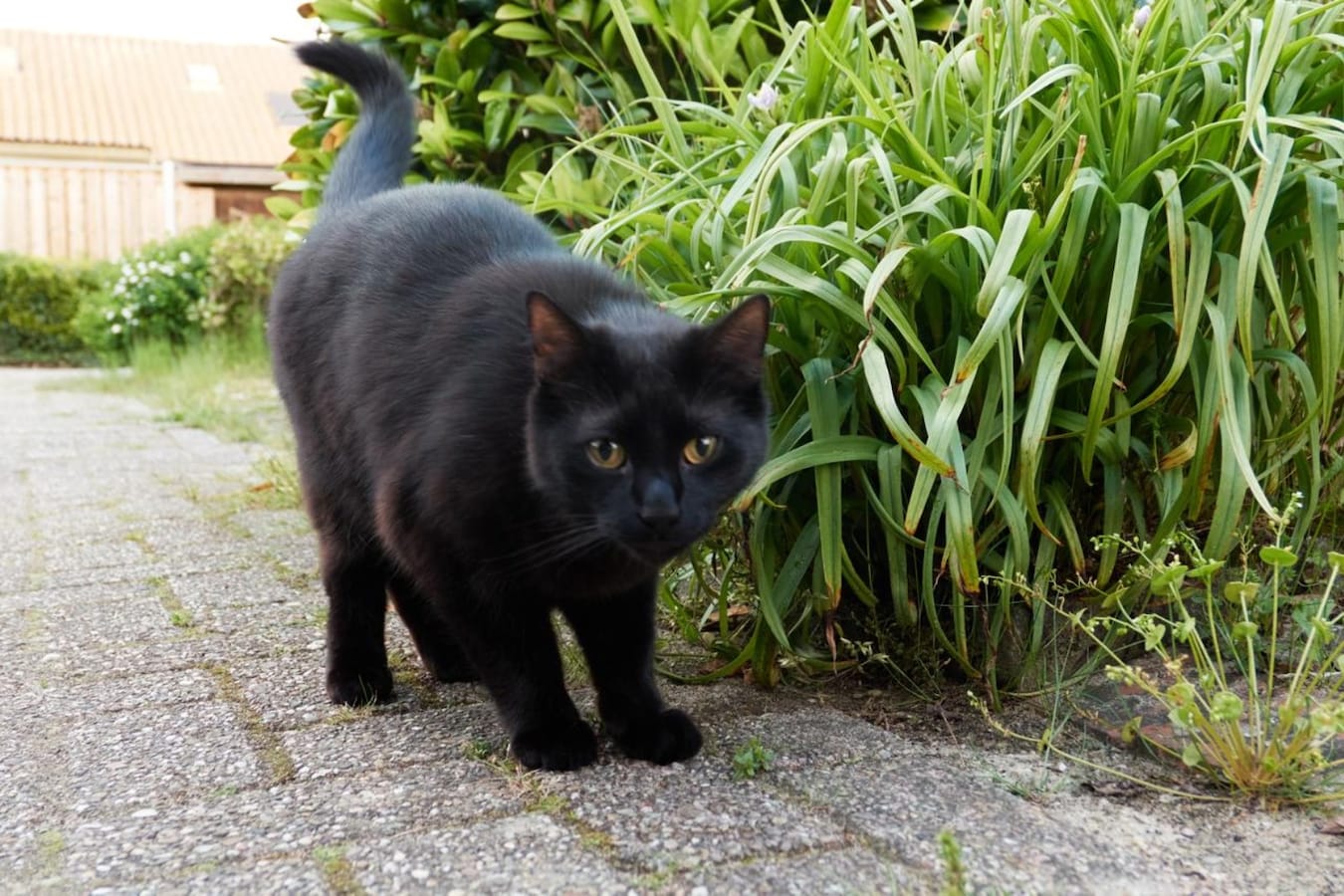 Heb jij Koos of Miffy gezien? Deze twee huisdieren worden in Oost Gelre ...