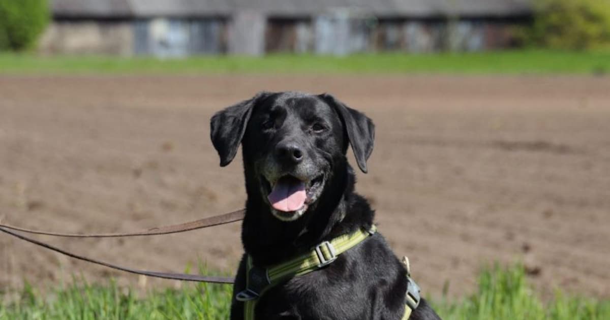Labrador Kelsey heeft nog energie voor tien en zoekt een warm thuis ...
