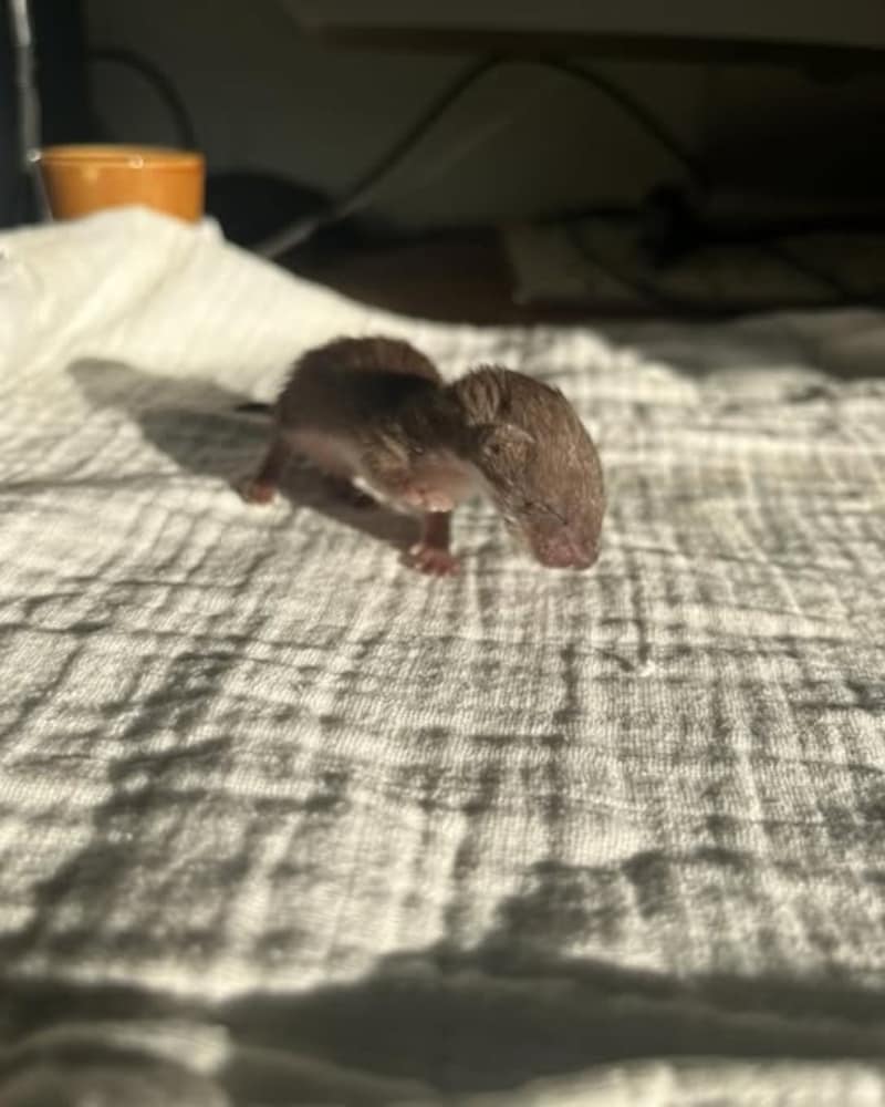 Baby wezel gevonden tijdens werkzaamheden in tuin: Wildopvang De Bonte ...
