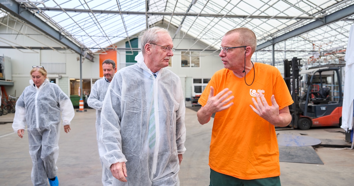 Nieuwe EU-regels dwingen tuinders terug naar aardgas: ‘Dit maakt ...