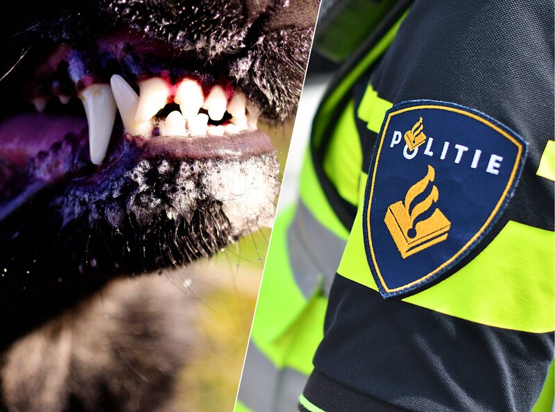 Kind naar ziekenhuis na bijtincident met hond bij school in Hilversum ...