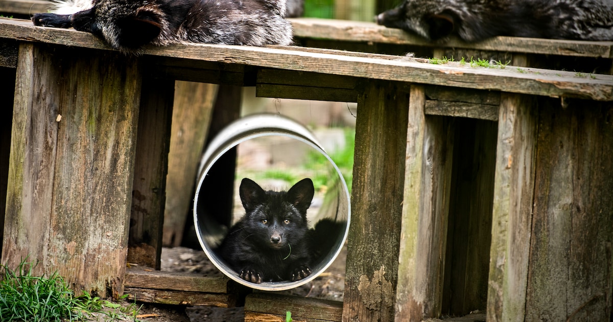 Faunapark Flakkee is een van de leukste uitjes van Zuid-Holland | Regio ...
