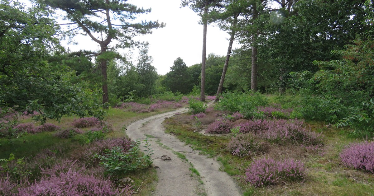 Wandelen door duingebied Solleveld kan duur uitpakken | Westland | AD.nl