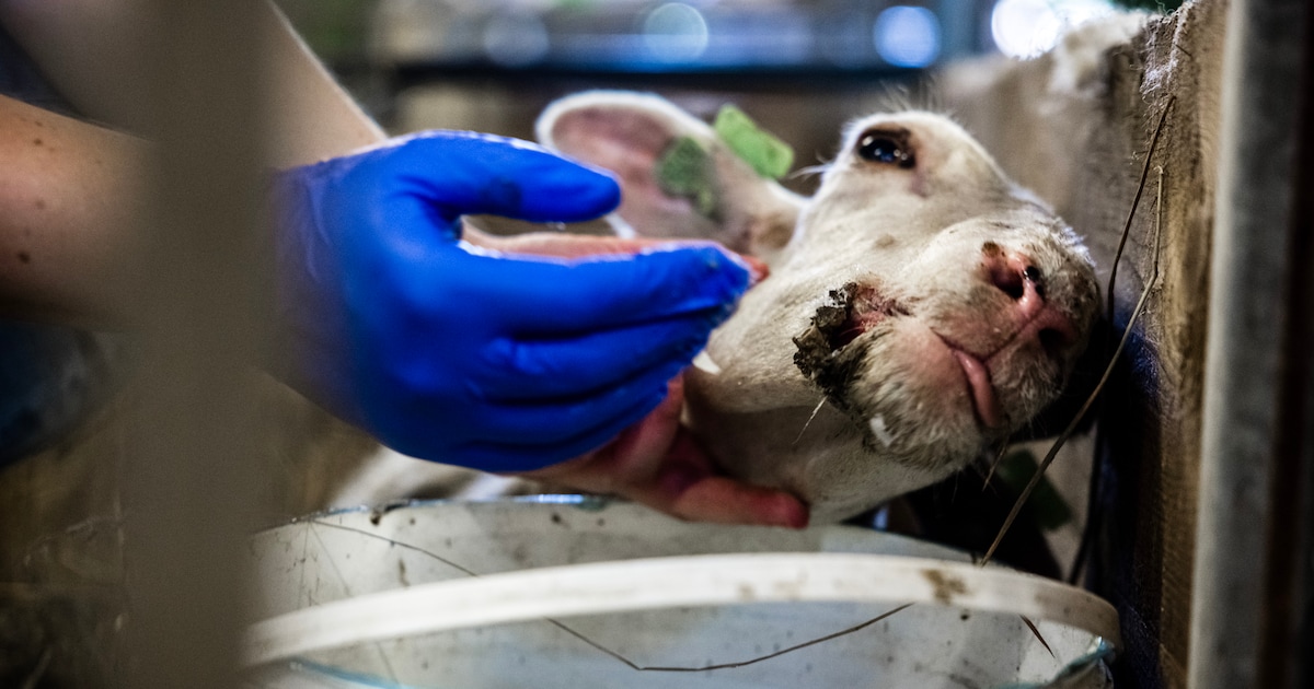 NVWA: blauwtong nu ook vastgesteld in Opmeer | Regio | AD.nl