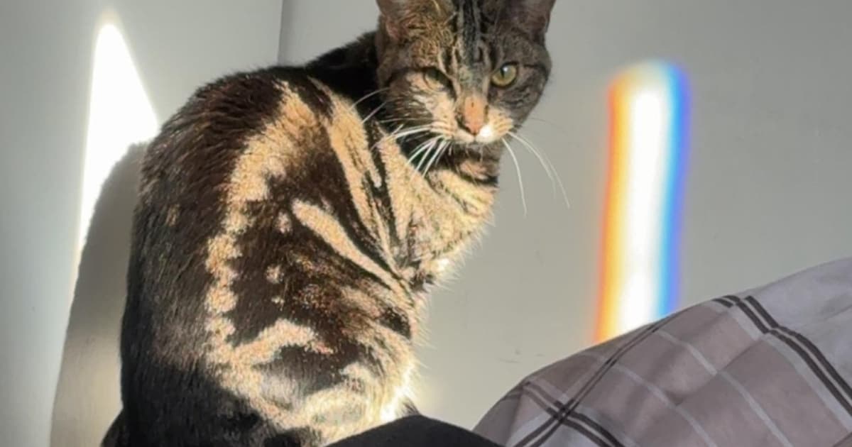Heb jij Plienie, Poes of Nabi gezien? Deze vijf huisdieren worden in ...
