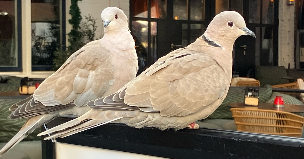 MIJN FOTO | Duiven met ambitie op de markt in Goes | Regio | AD.nl
