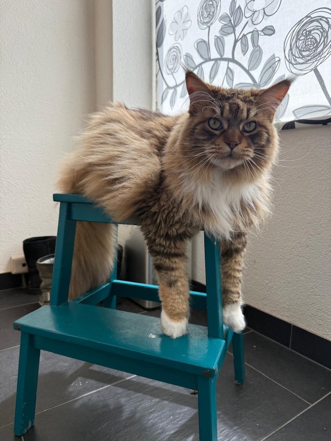 Heb jij Gigi, Nizza of Garfield gezien? Deze vijf huisdieren worden in ...