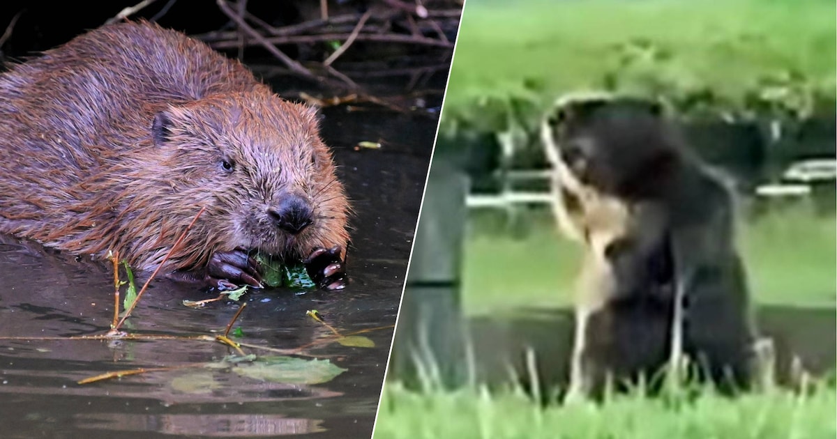 Bever gespot midden in het dorp: Bijzonder, maar experts waarschuwen ...