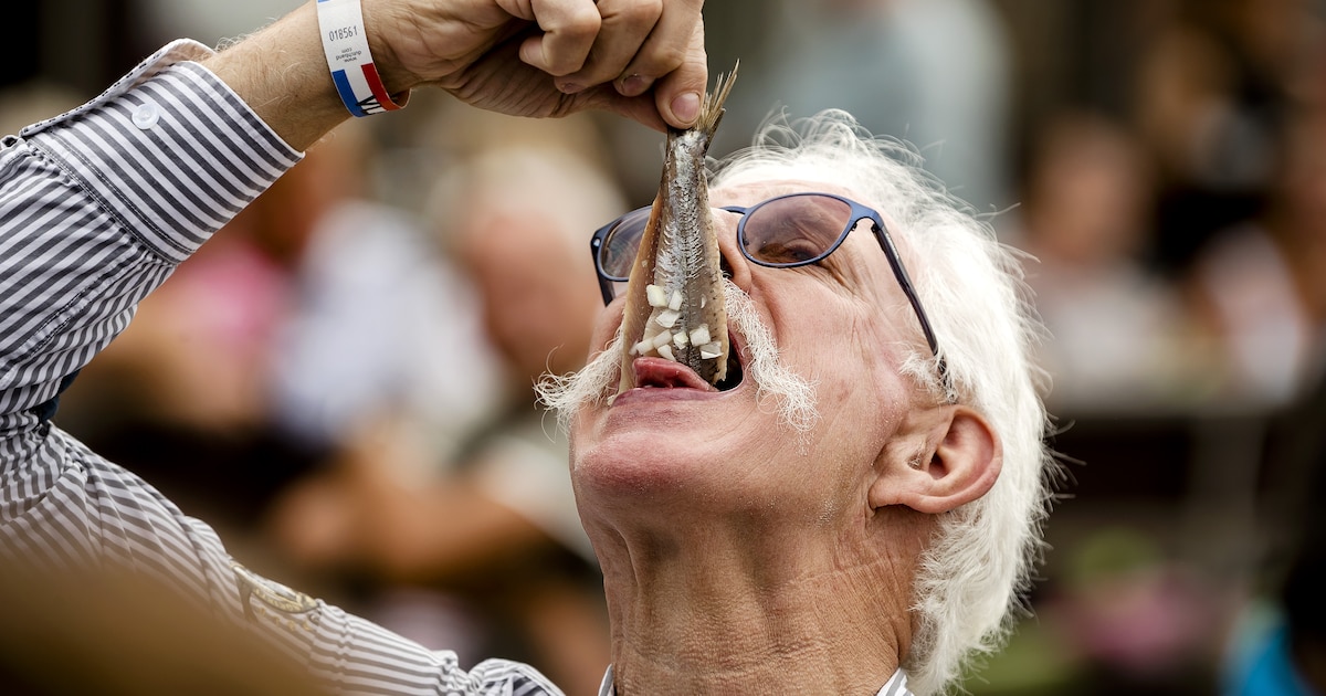 Haring is goed voor meer dan alleen hersenen, economie profiteert ...