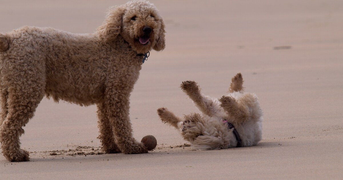 Jeuk, oorontsteking en diarree: dierenarts ziet steeds vaker ...