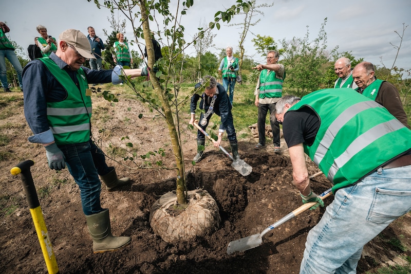 Gemeente Huizen plant 38 nieuwe bomen | Regio | AD.nl