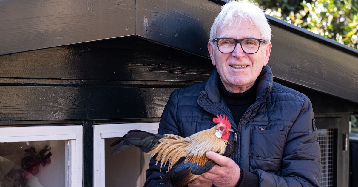 Ooit liepen ze overal, nu doet Henk (78) er álles aan om de Hollandse ...