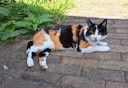 Heb jij Rosco, Rosi of Luna gezien? Deze drie huisdieren worden in ...