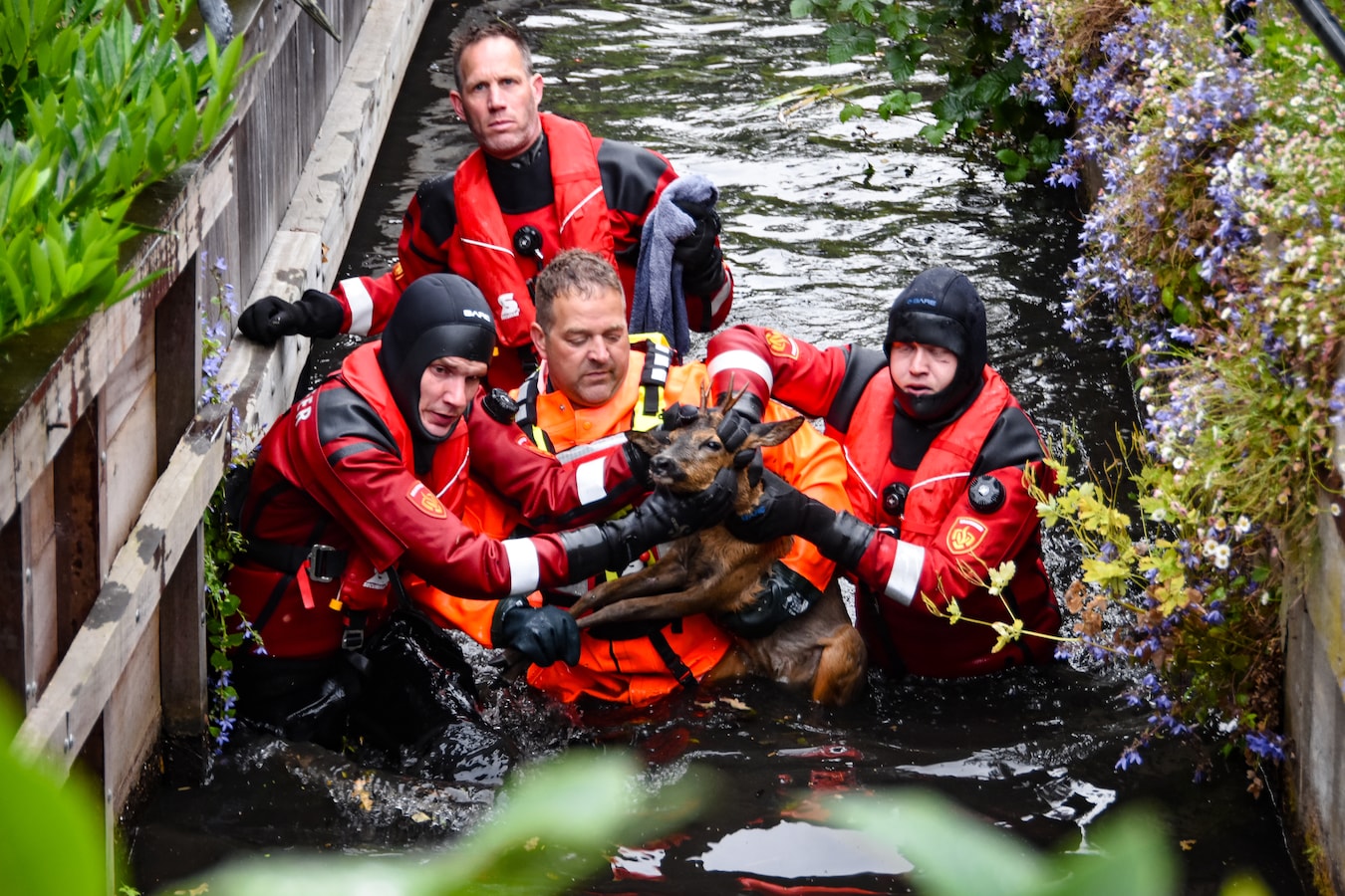 Brandweer redt ree uit water langs Thorbeckelaan in Maarssen | Foto | AD.nl