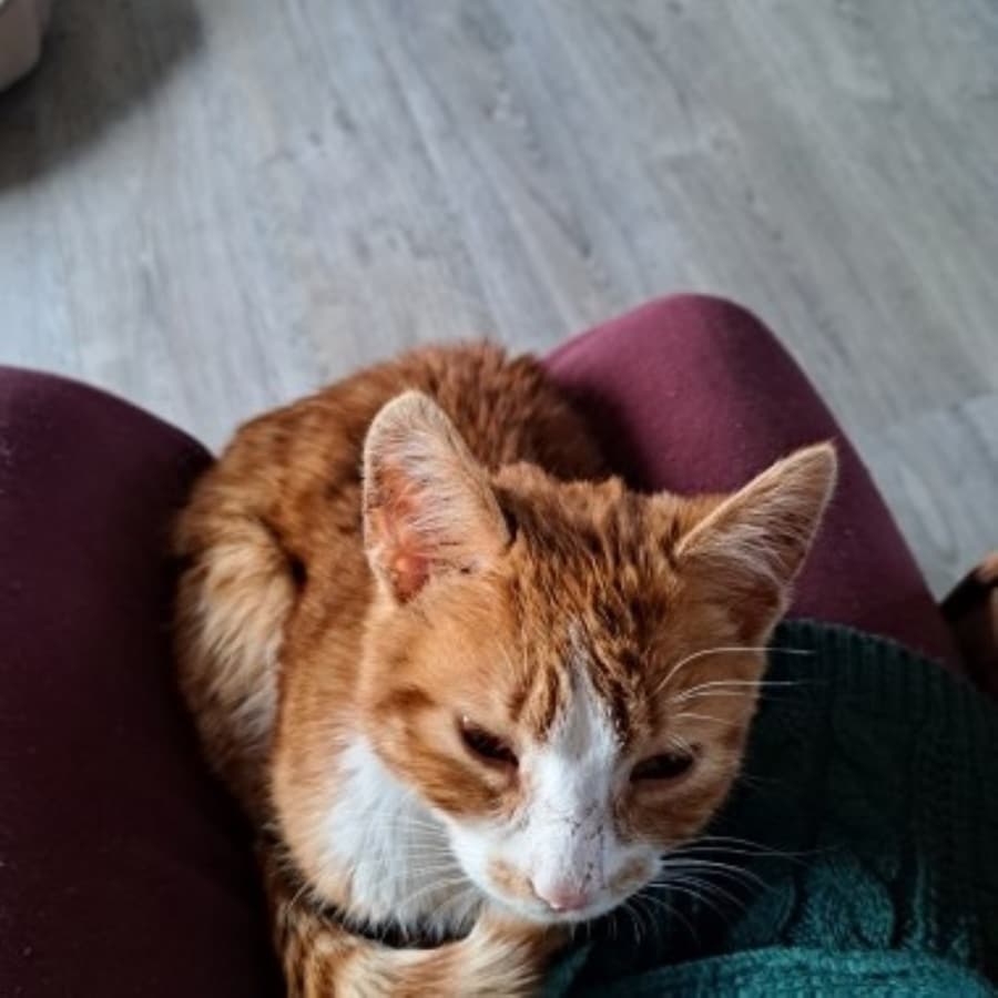 Heb jij Samson, Jackson of Tommie gezien? Deze vijf huisdieren worden ...
