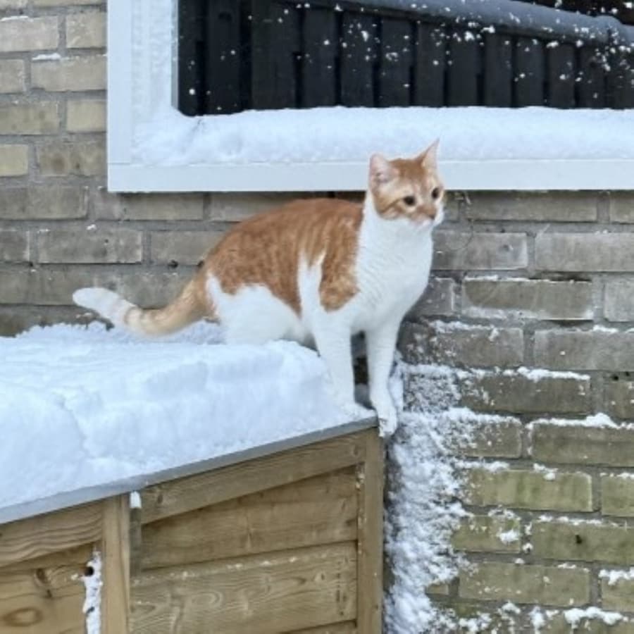 Heb jij Dobbie, Cookie of Lulu gezien? Deze vier huisdieren worden in ...