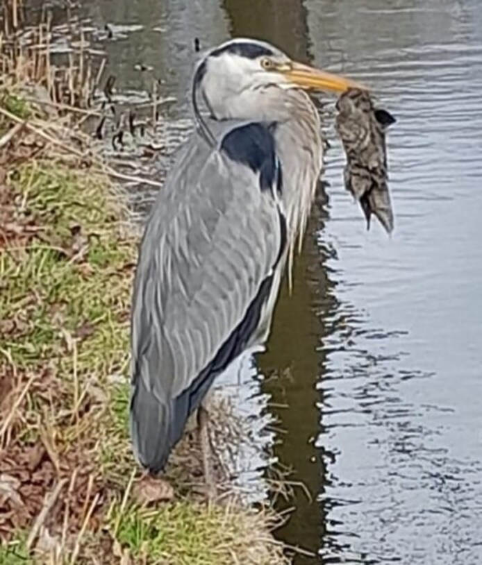 Hoeksche reiger met textiel aan snavel herstelt in Rotterdam | Hoeksche ...