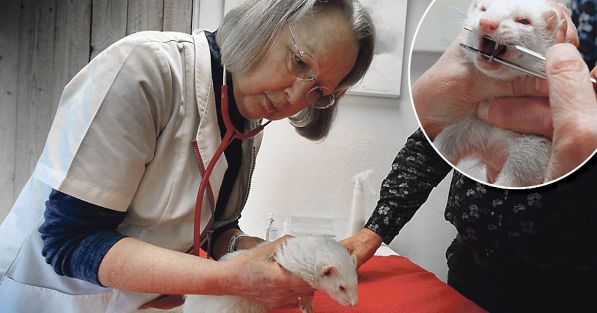 Hanneke heeft de enige frettenkliniek van Nederland: ‘Fretten zijn ...