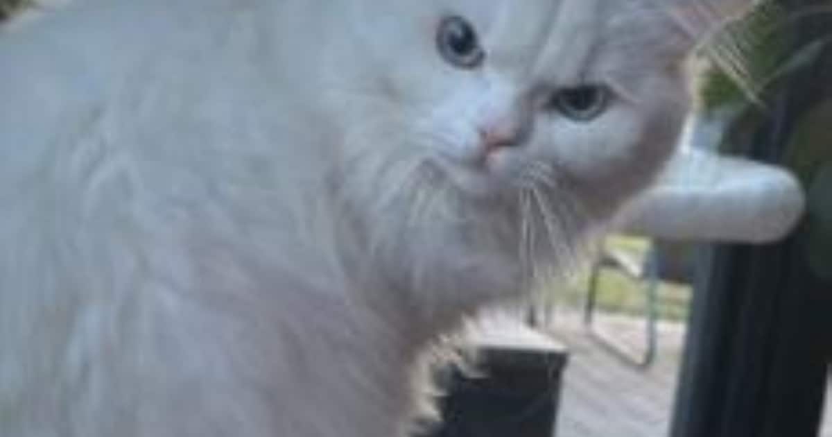 Heb jij TIPI of Mochi gezien? Deze twee huisdieren worden in Oss ...